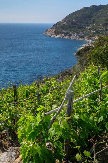 Ancient wines are having a moment in Italy. Here’s why.